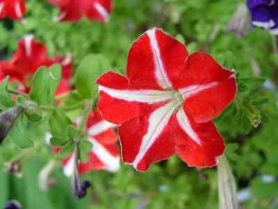 Bedeutung der Petunien Blume