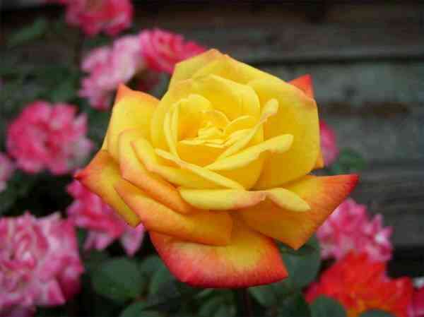 Die Bedeutung der verschiedenen farbigen Rosen