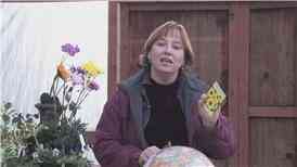 Gewusst wie: Black-Eyed Susan Weinstock (Thunbergia Alata) wachsen