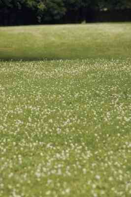 Die Zeit für die Keimung der Samen von Klee