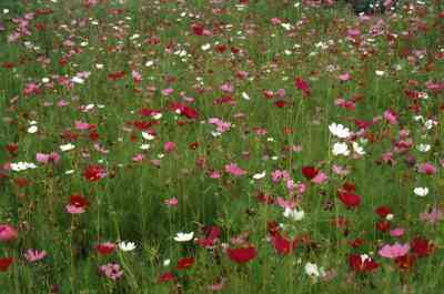 Gewusst wie: Mohn drinnen Keimen