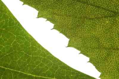 Wo findet man die Elektronentransport-Kette in pflanzlichen Zellen?