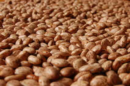 Eigenschaften von Leguminosen