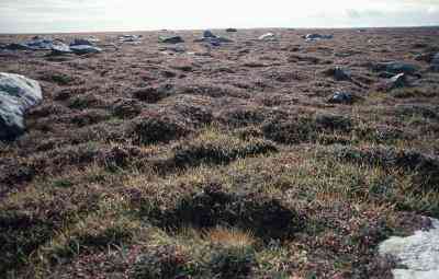 Sträucher in der Tundra