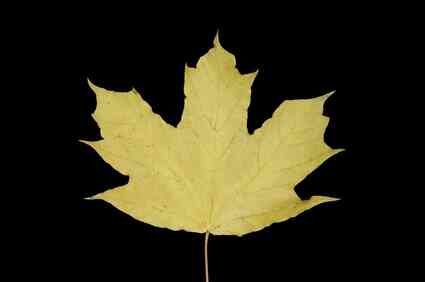Maple Leaf Identification Guide